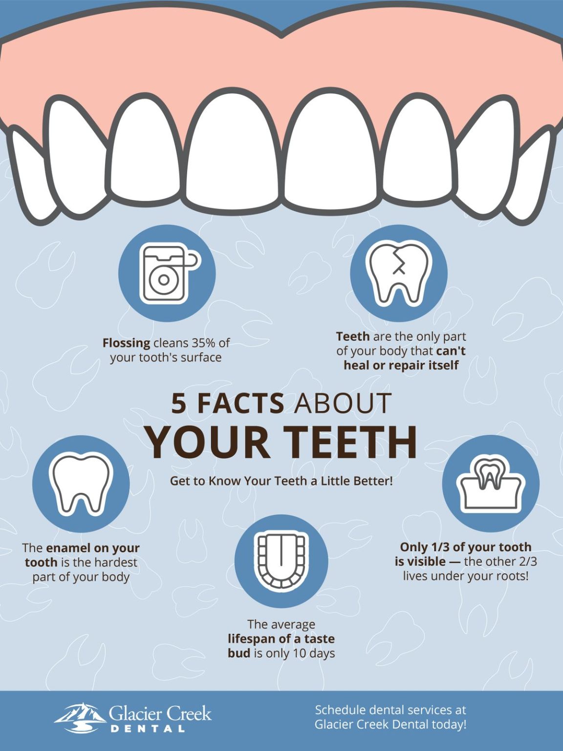 A Guide to Understanding Your Teeth | Glacier Creek Dental in Fort ...